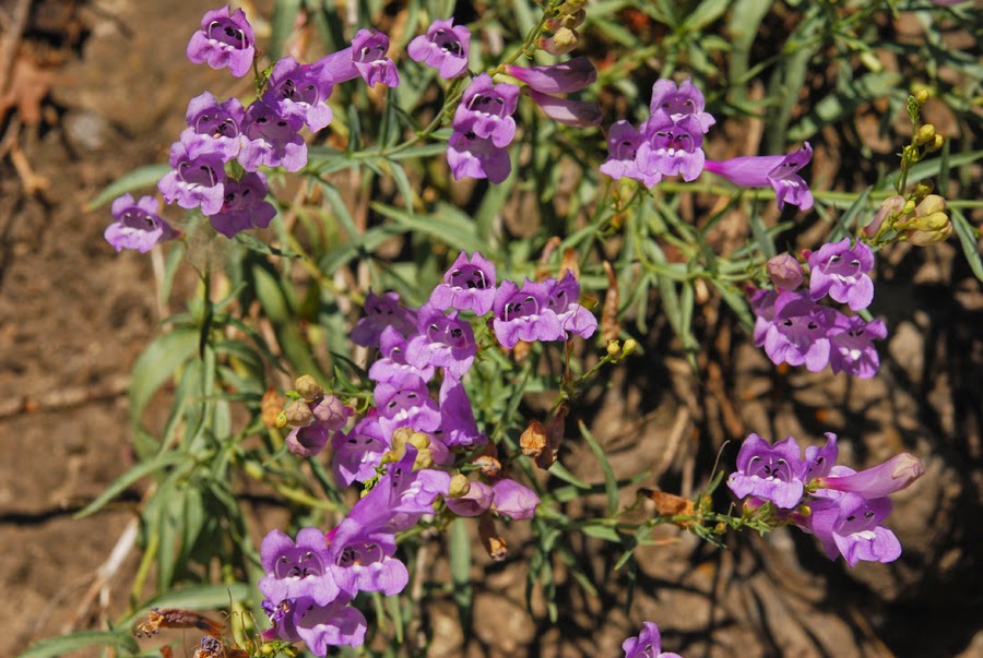 Wildflowers of the Wasatch Mountains and Bear River Range: Key to Penstemon