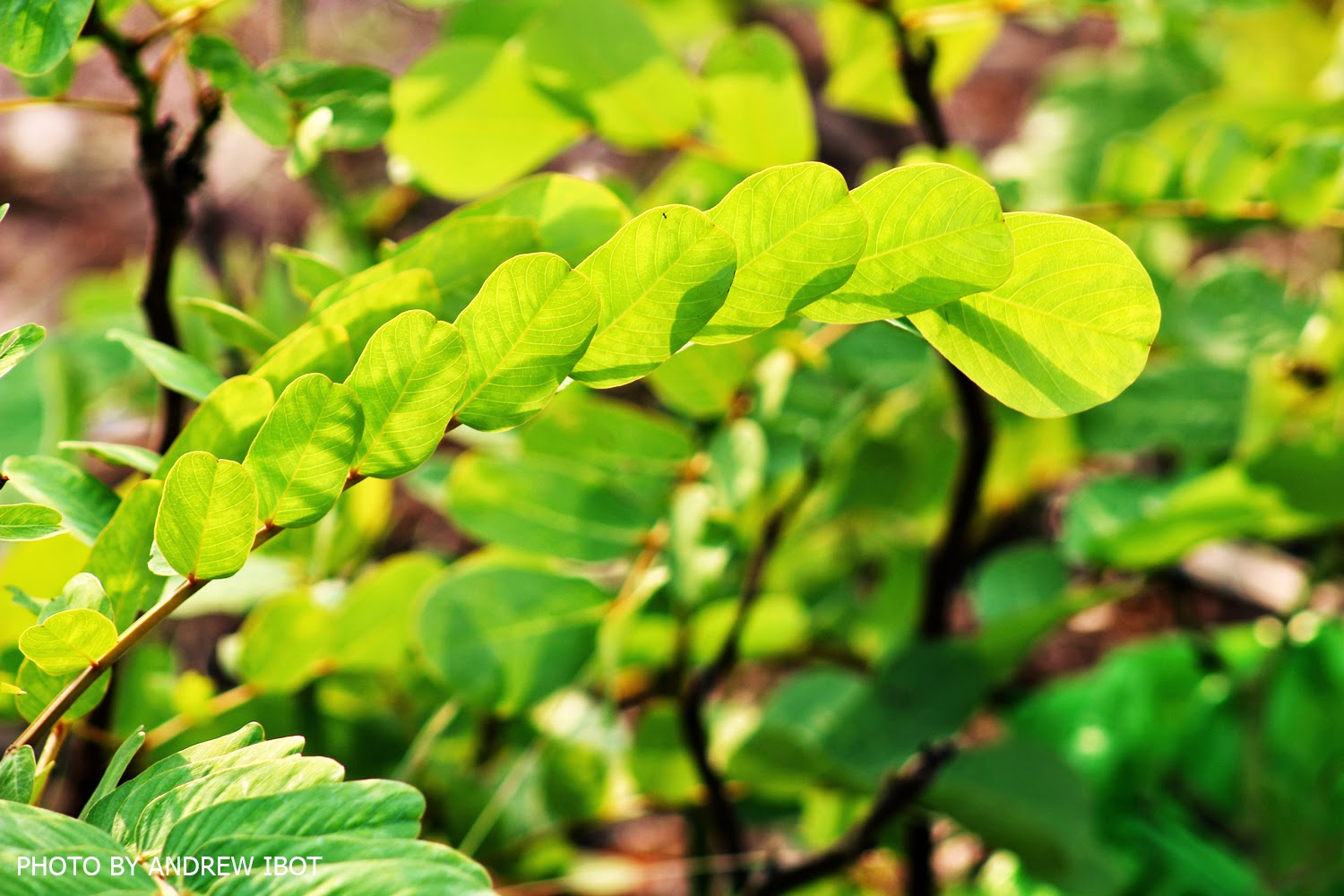 Ako si ANDREW IBOT!: Akapulko