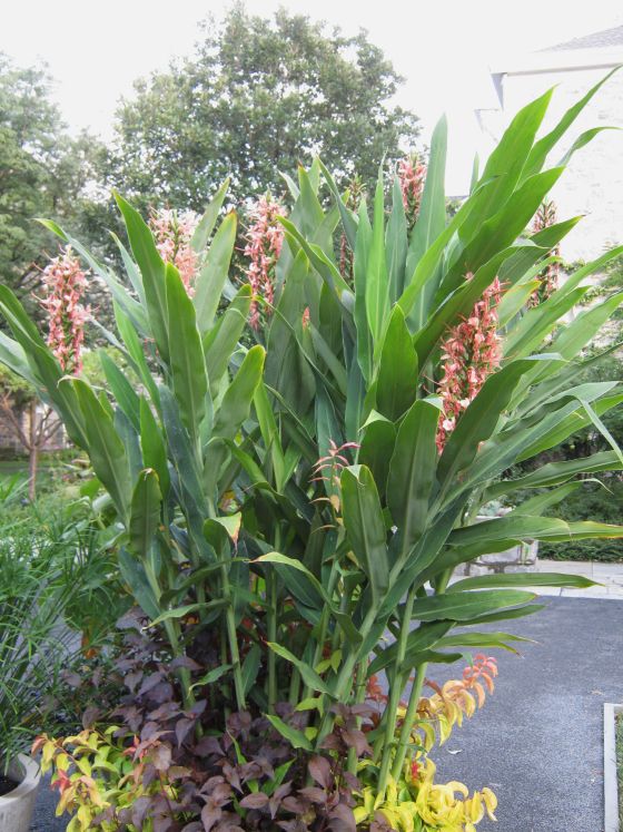 Future Plants by Randy Stewart: Hedychium - Ginger