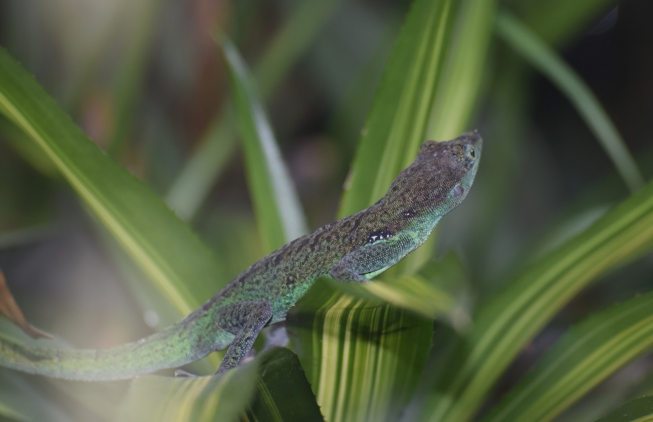 ZOOTOGRAFIANDO (6.096 ANIMALS): ANOLIS DE LA MARTINICA / MARTINIQUE ...