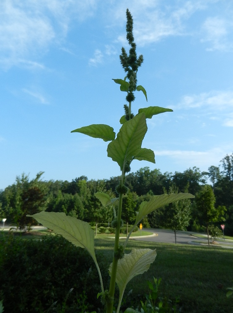 Sizzling Indian Recipes.....: Images and video of female American ...