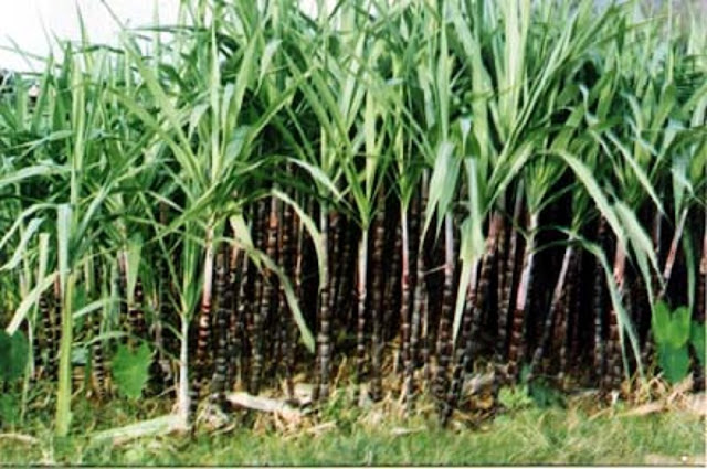 TEBU HITAM DAN MANFAATNYA