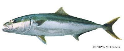 Jacksta - B ♥ : How to cook Kingfish 6 ways