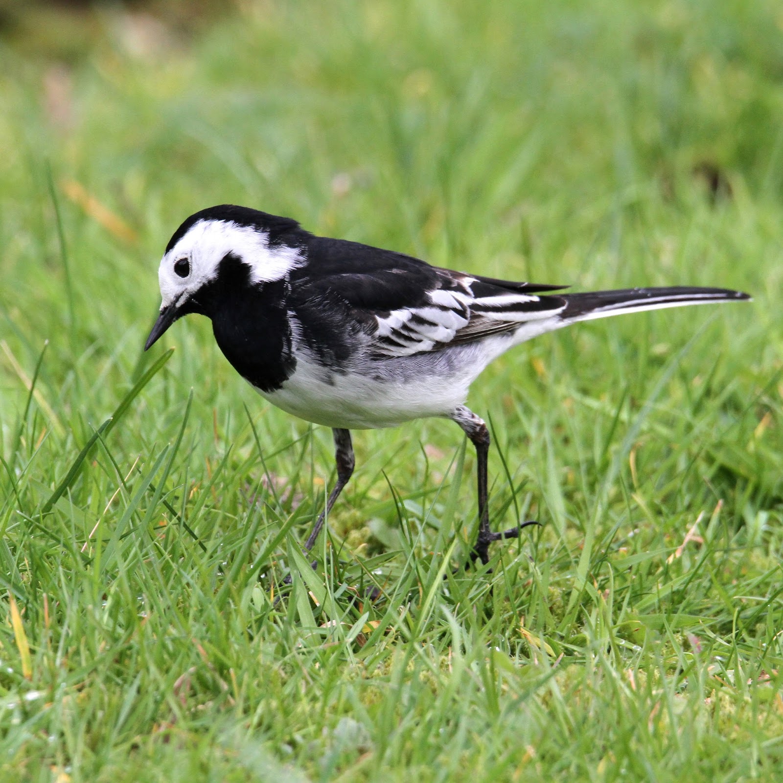 TrogTrogBlog: Bird of the week - Pied wagtail