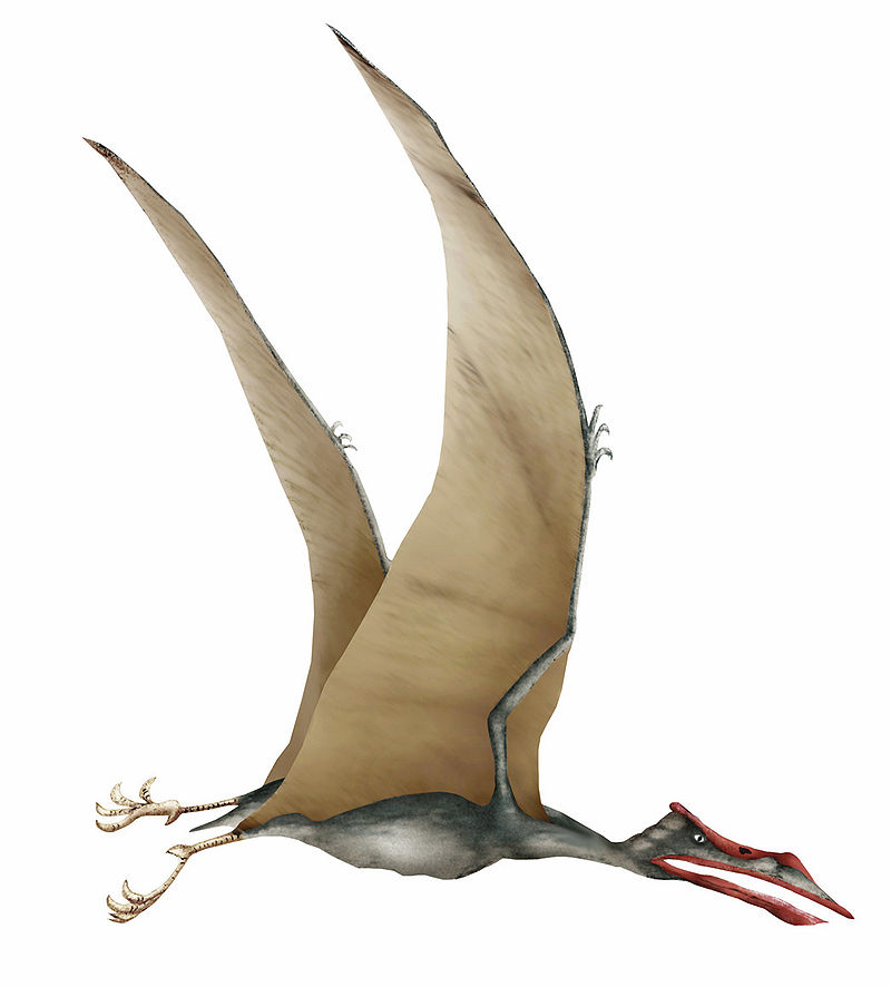 GeoScienze: Ctenochasma elegans (Pterosauro)