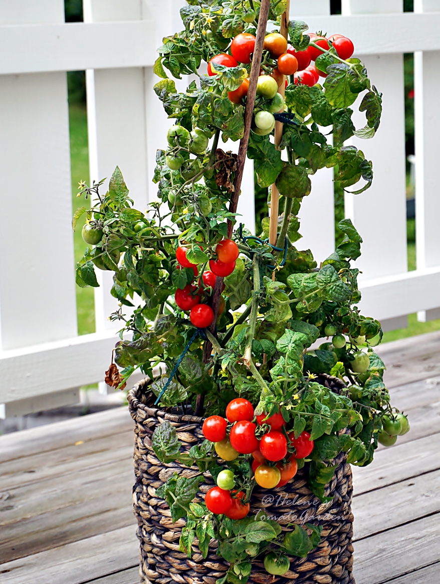 Helenes Tomater: Tiny Tim