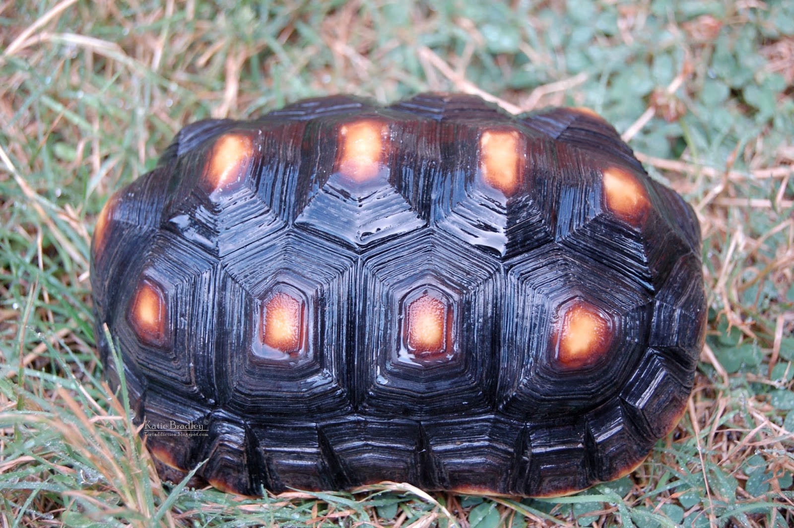 Tortaddiction: ...a redfoot?! Oh my!