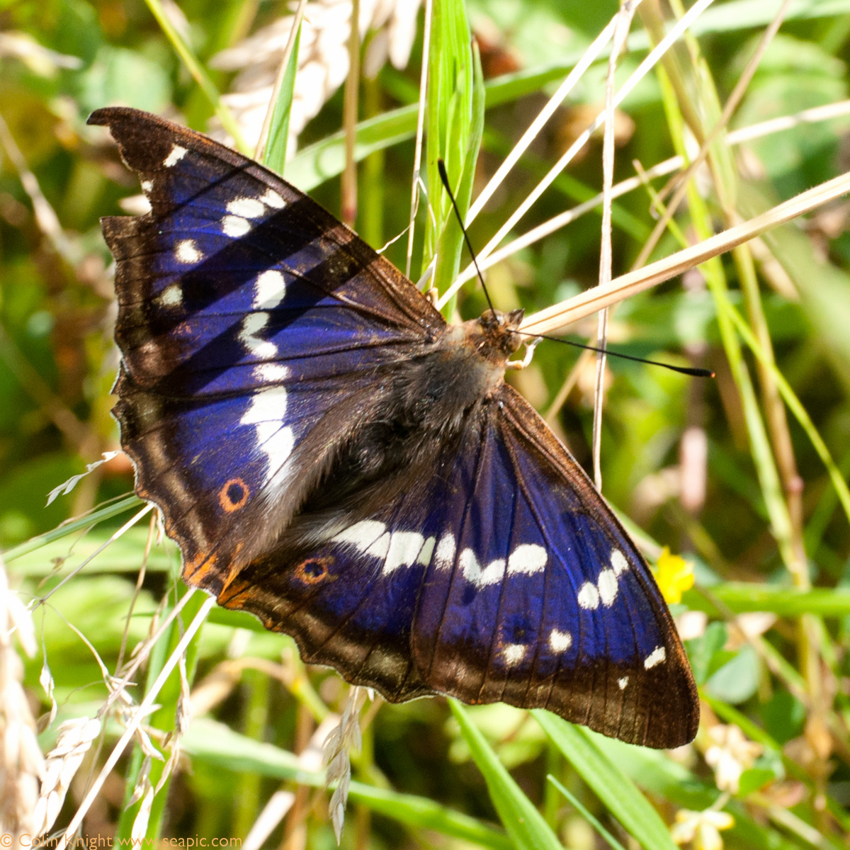 Postcards from Sussex: Audience with a Purple Emperor