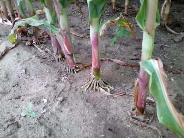 Rutgers Master Gardeners of Burlington County Blog: July 2013