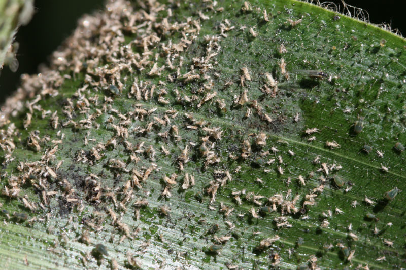 Minnesota Corn: Aphids Post-Pollination Infestations | AgFax