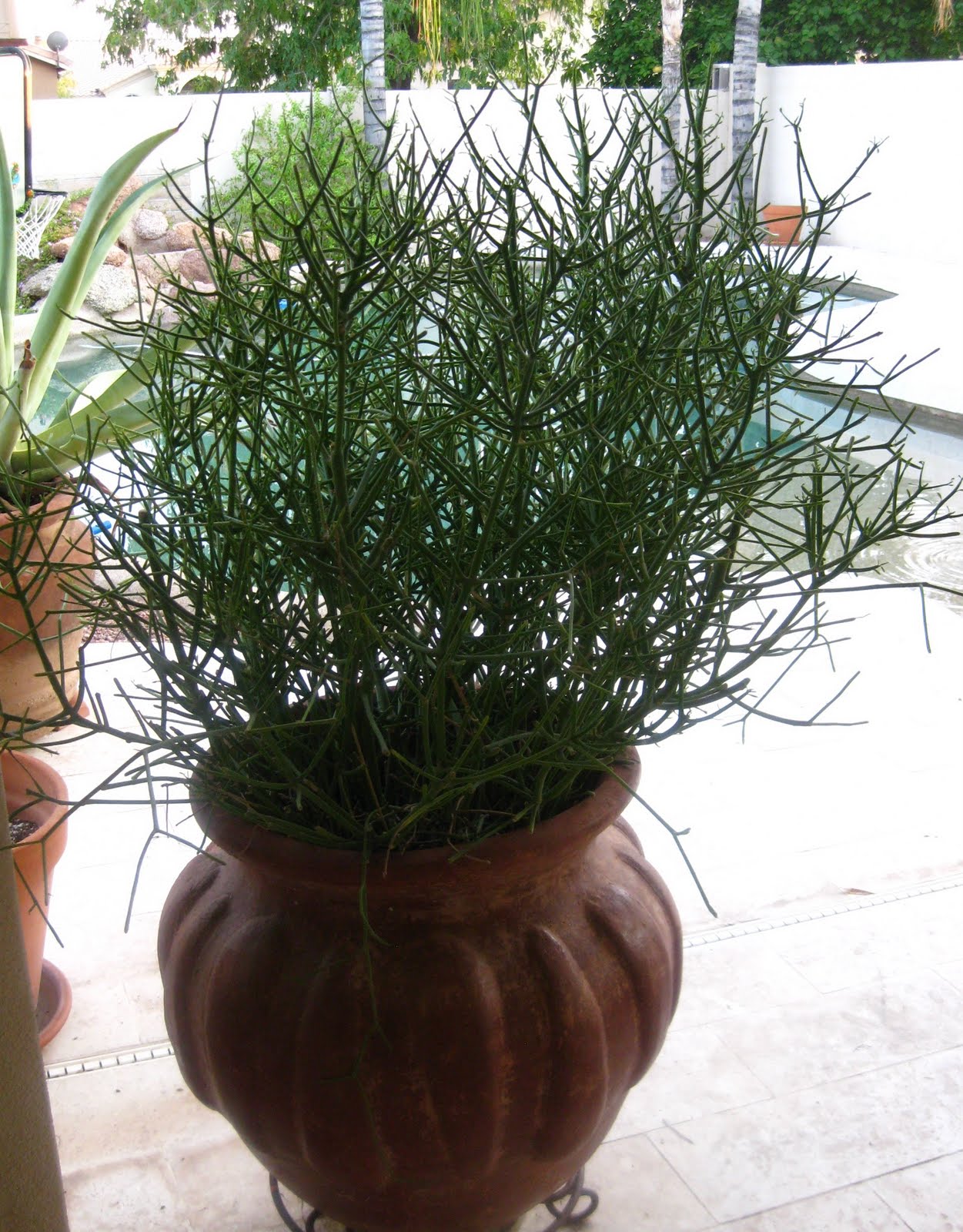 ARIZONA TRAVELER: A PENCIL PLANT TRANSPLANT