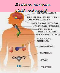 Sistem Hormon pada Manusia - Kita Punya