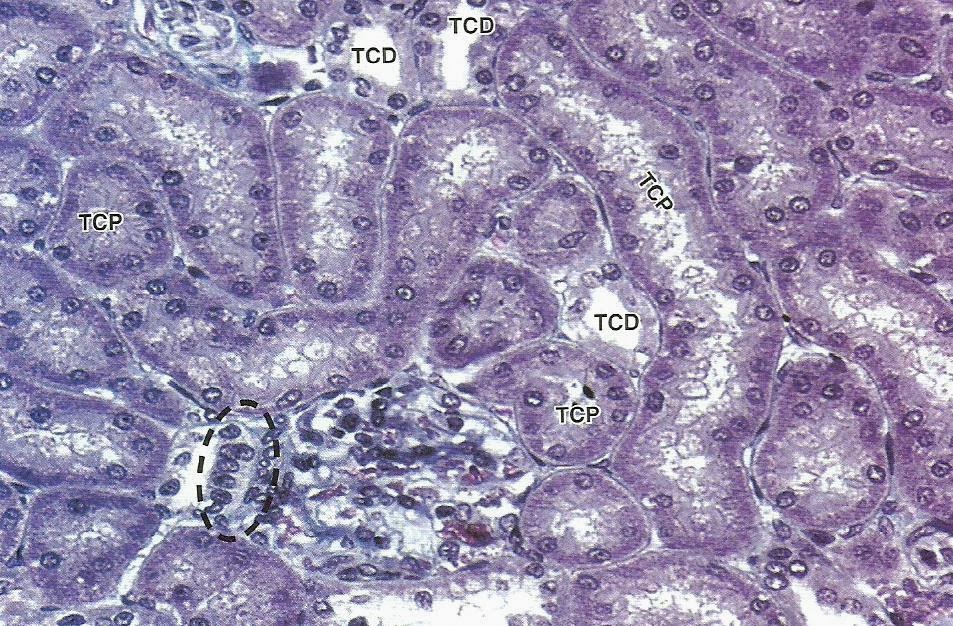 Histologia: Sistema Urinário