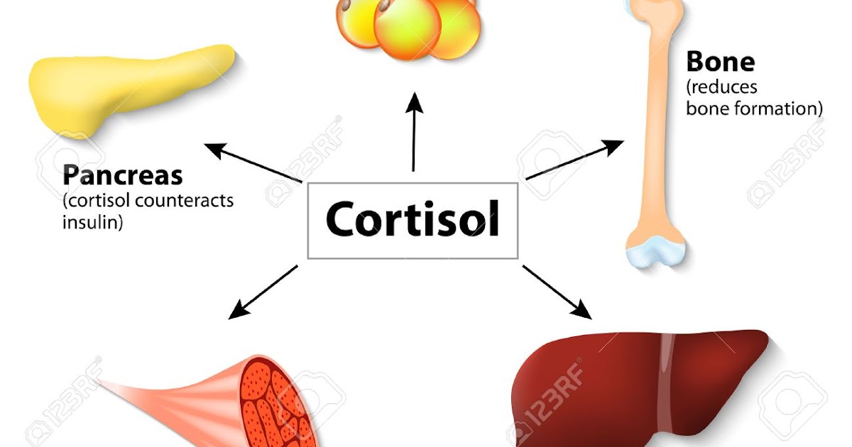 Cortisol y Masa Muscular