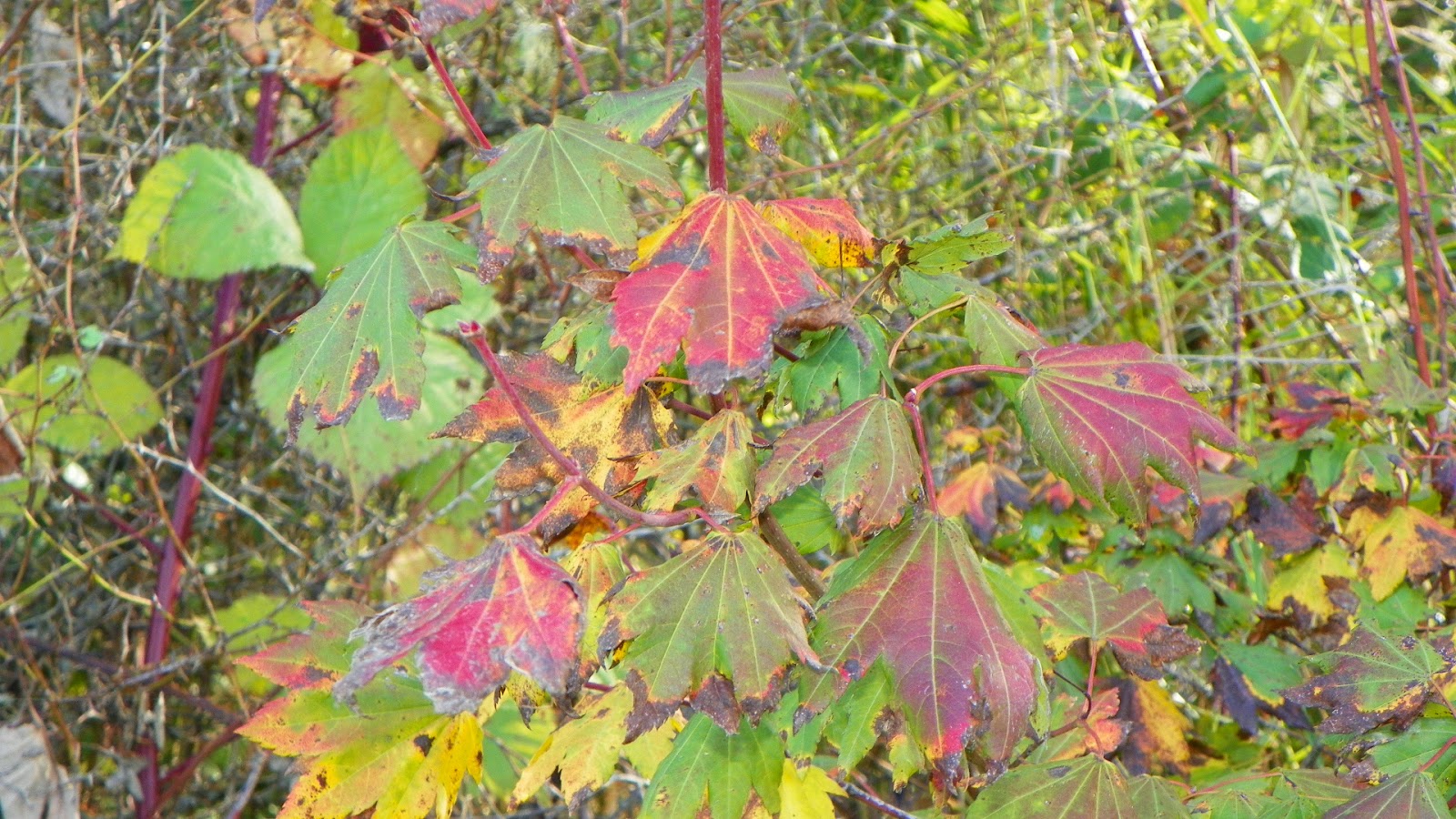 Amanda's Nature Blog: Journal #3 Puget Sound Lowlands/ Mt. Rainier ...