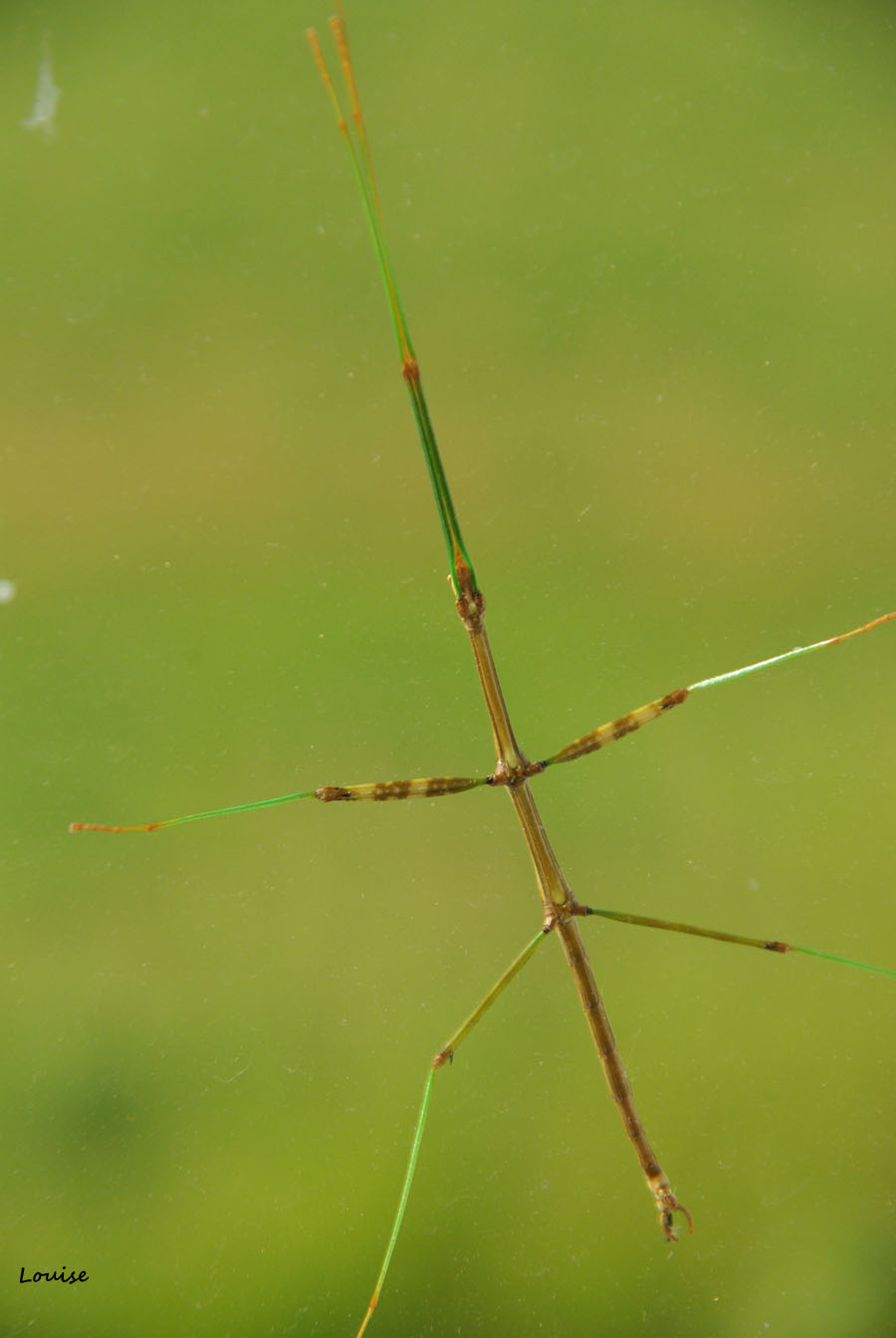 Sea, sky and everything in between: Rabbits, Mantises, Stick Bugs