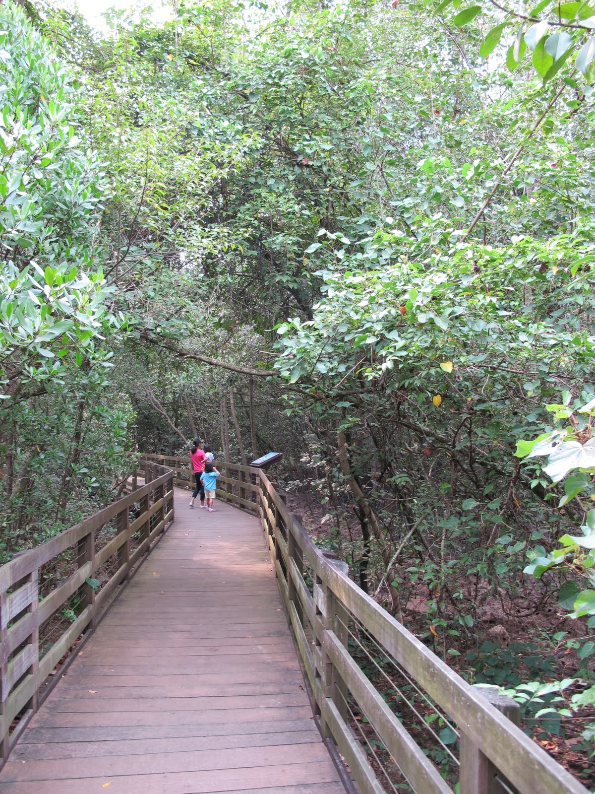 With Kids, We Go...: Pasir Ris Mangrove Boardwalk