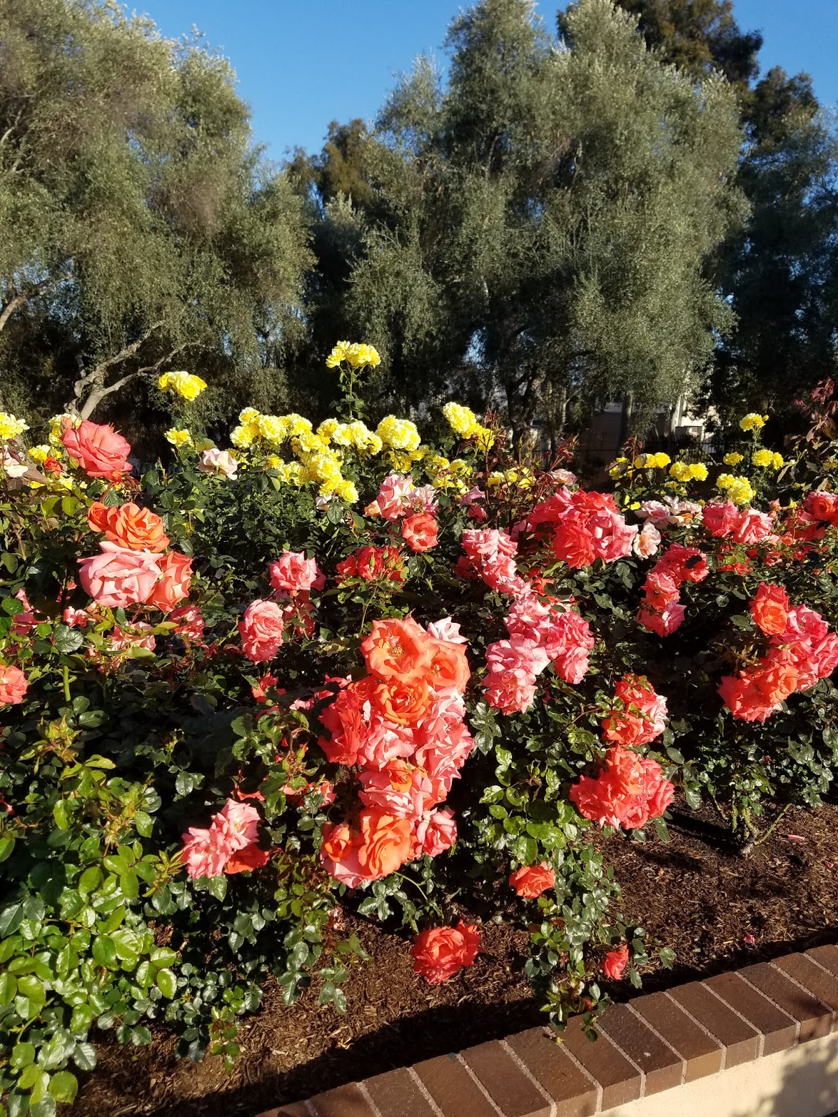 Adventures in Weseland: Balboa Park's Rose and Cactus Garden