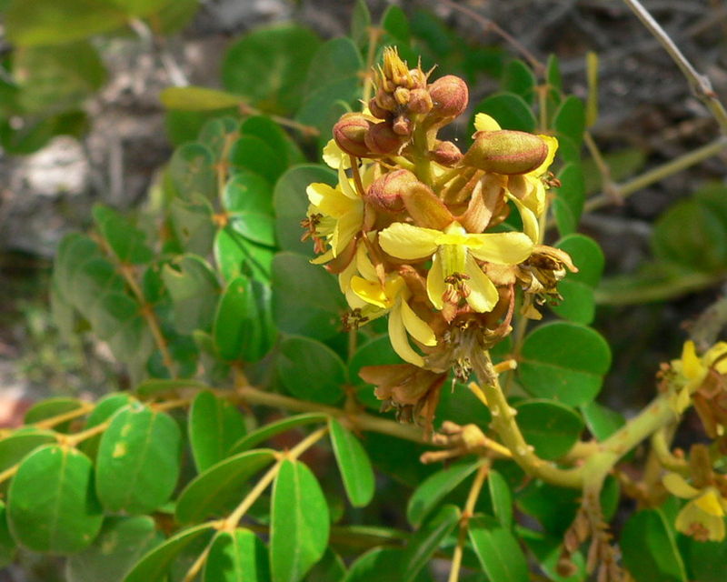 කුඹුරු [Kuburu] (Caesalpinia bonduc) ~ අපේ ඔසුපැළ Medicinal Plants of ...