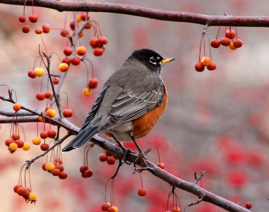 Scattered Showers in a Clear Sky: A Flock of Robins