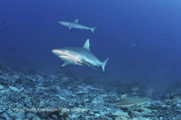 Phoenix Islands Blog