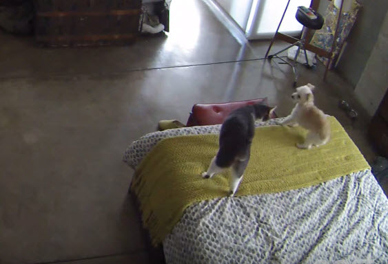 SILENCIO!! Gata niñera hace callar a cachorro que no dejaba de ladrar ...