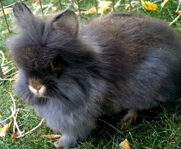 Jenis Jenis Kelinci dan Ciri Ciri nya - Beternak Kelinci