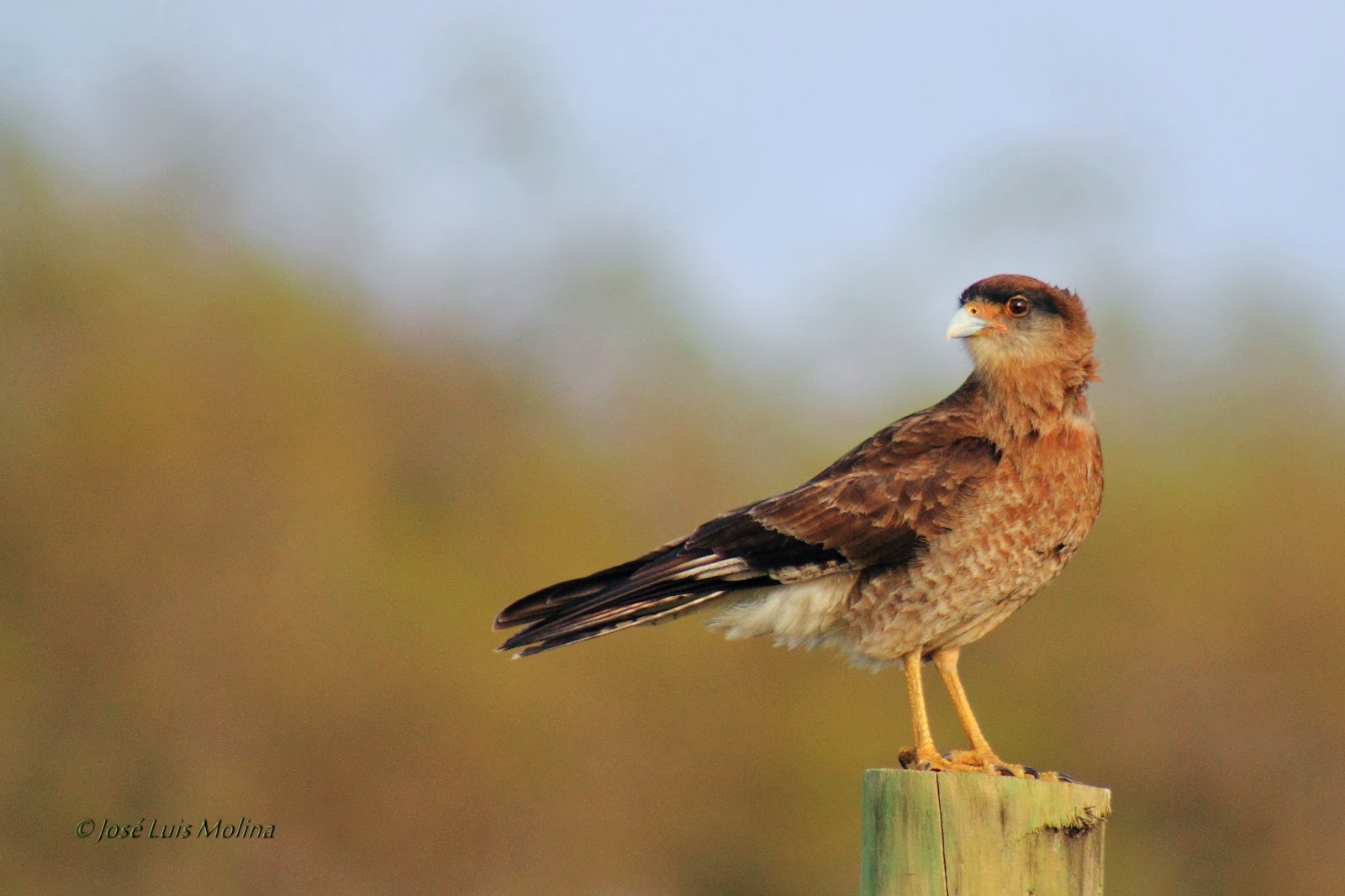 Aves de la VIII Region del Bio Bio: Tiuque