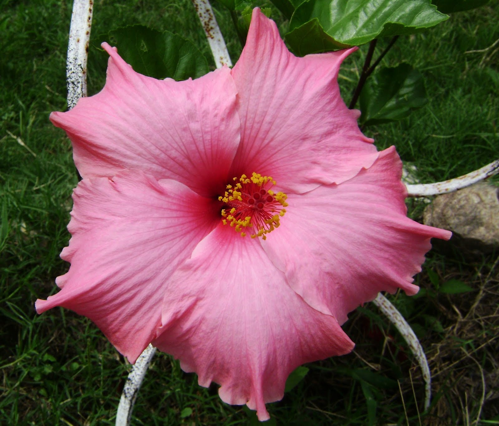 monojuguetero: pimpollo