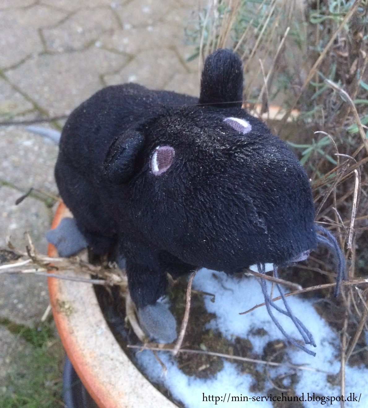 Min Servicehund: Vi har rotter - anmeldelse