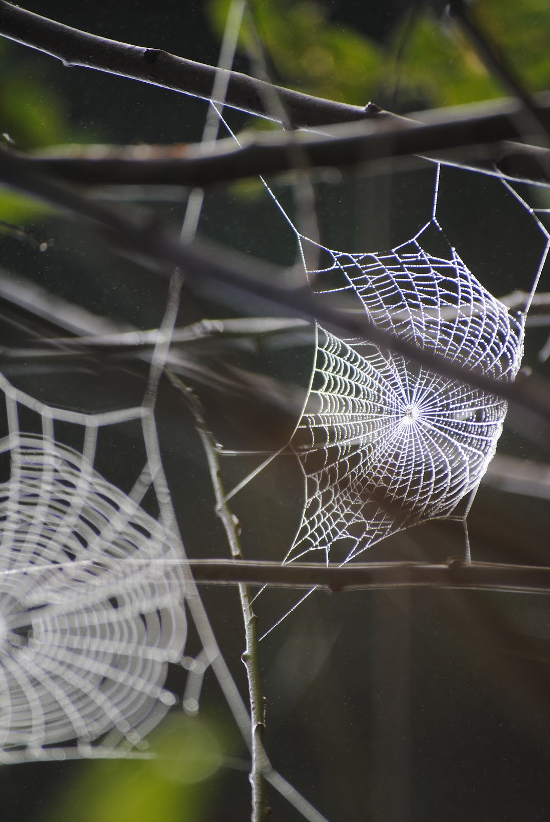 A Collection Of Our Lives: Gossamer