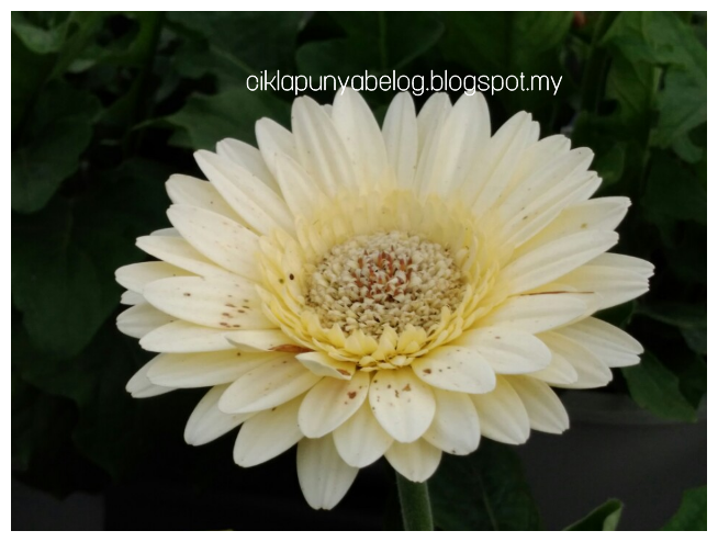 Daisy : Secantik nama, seindah rupanya, banyak khasiatnya! - Nota Cikla Daisy : Secantik nama, seindah rupanya, banyak khasiatnya! - Nota Cikla
