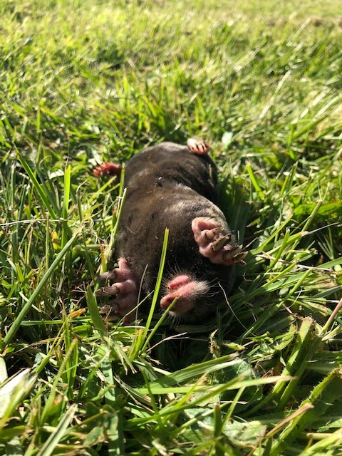 The Mole Guys Washougal Washington