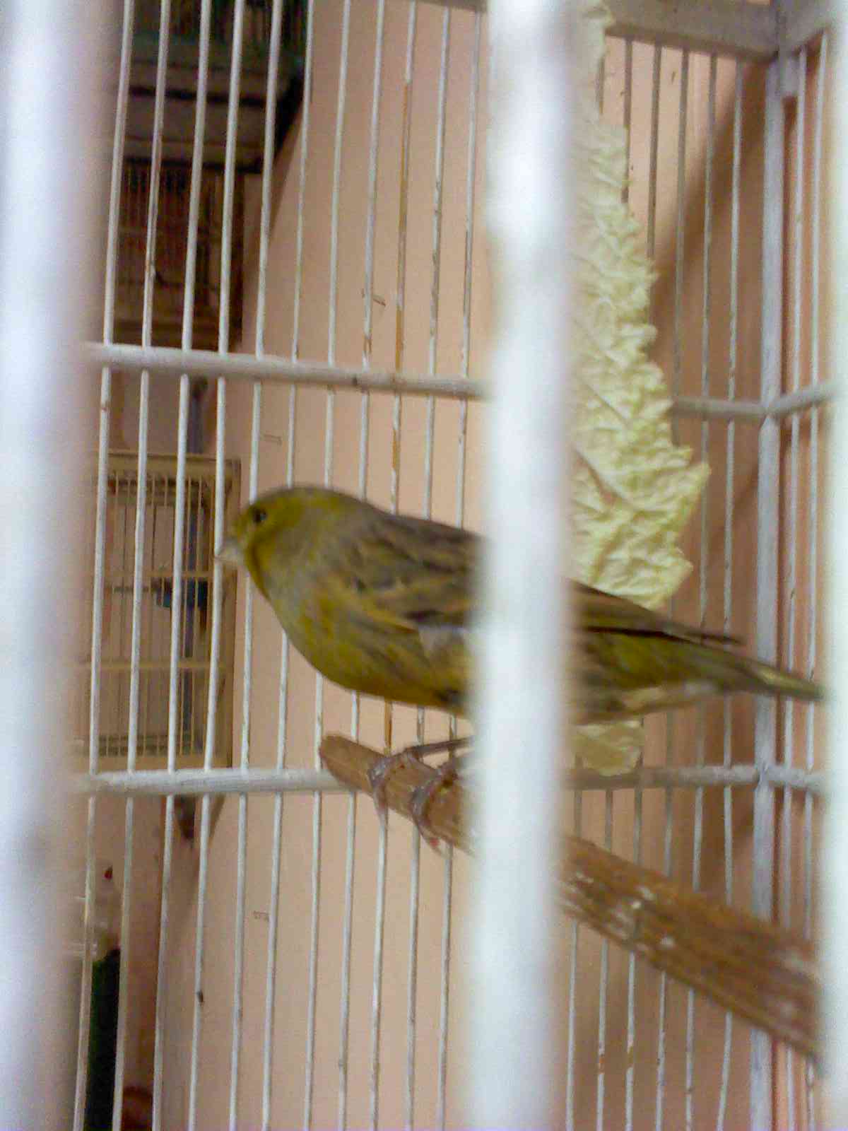 Kenari F3 Pertamaku | Young Satria Canary 77