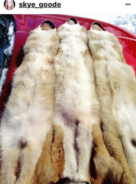 Skye Goode: Putting Up Coyote Fur