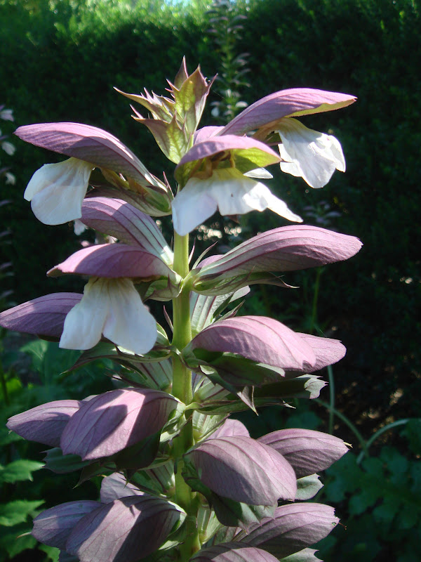 Fotografiando plantas: Acanto