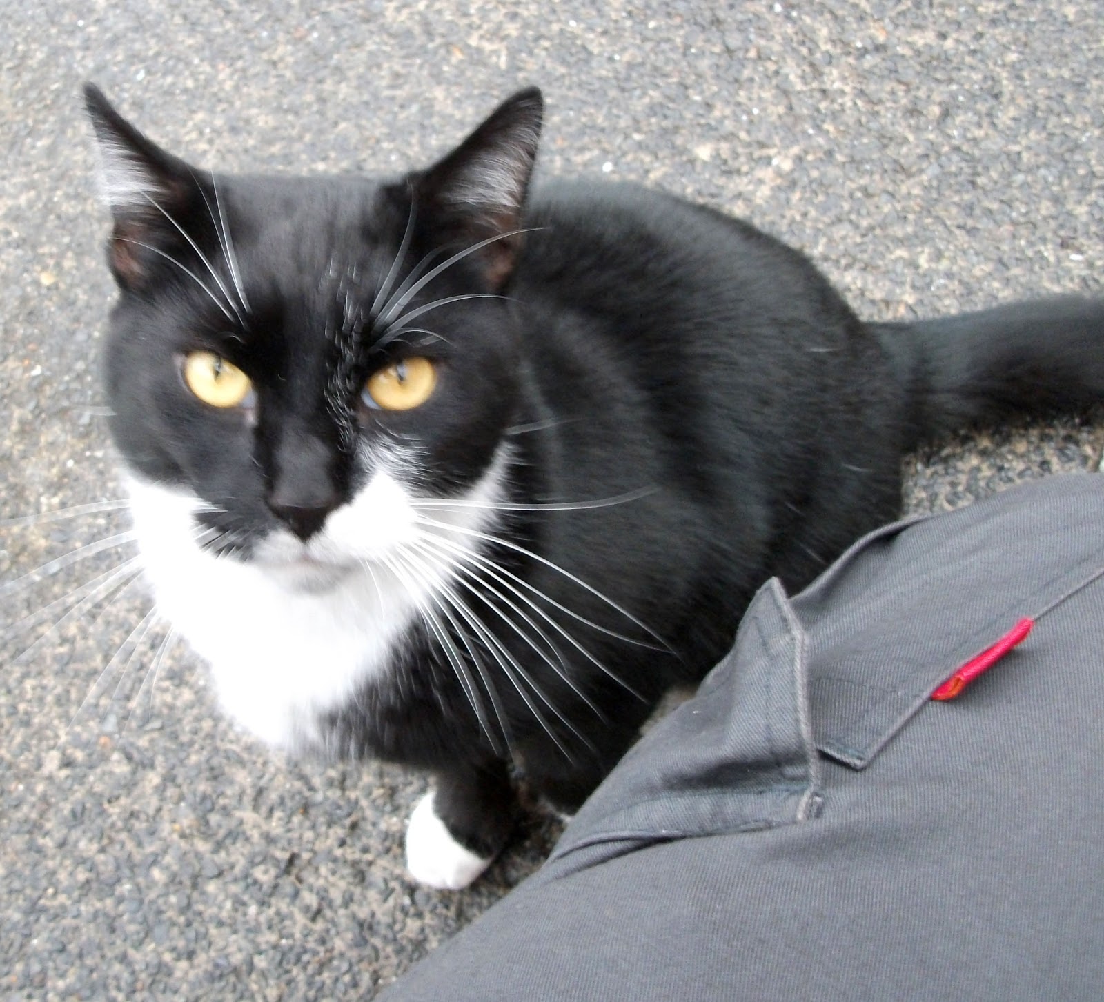 Streetmogs: Mog Shots