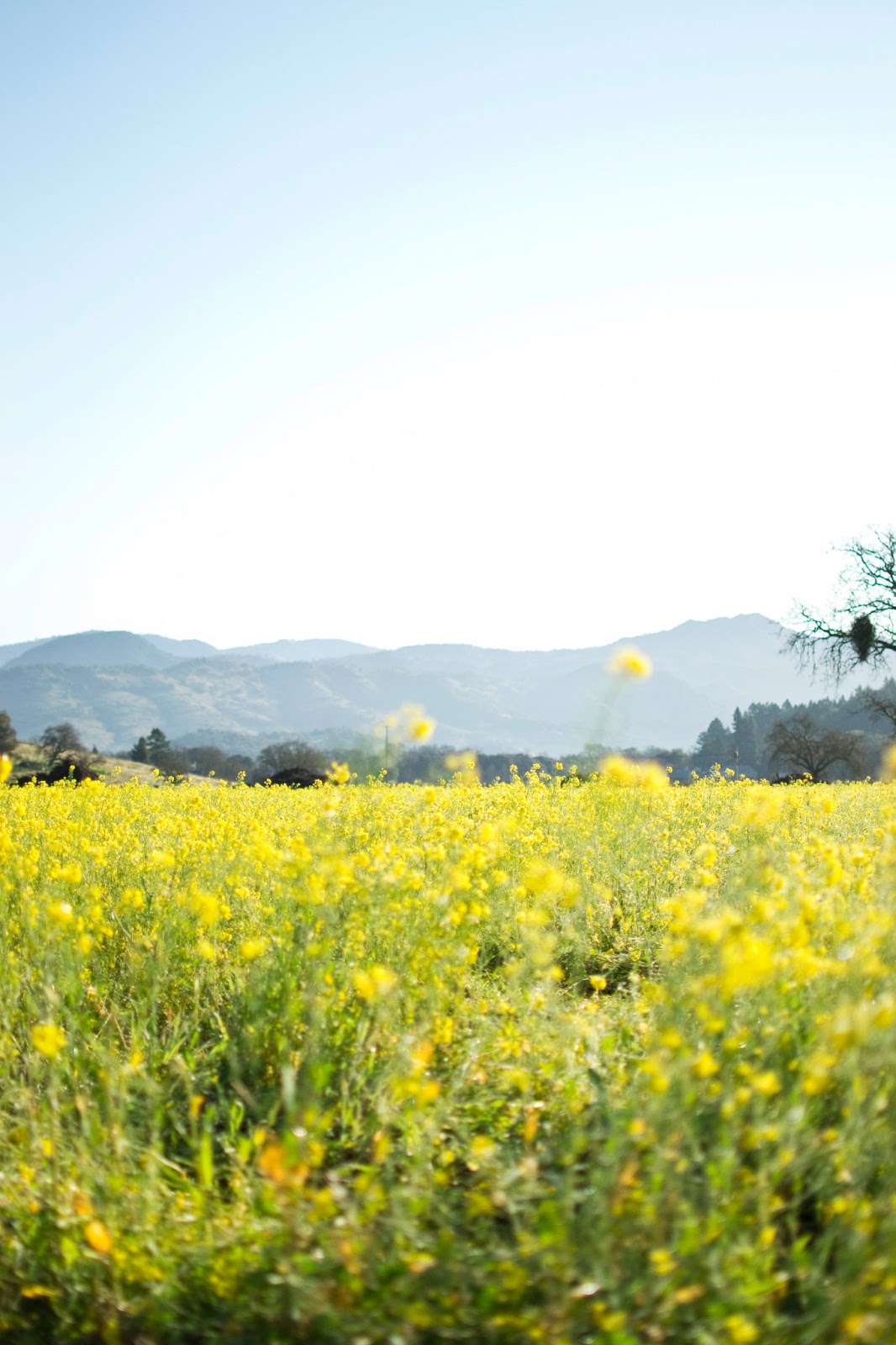 Truly Everyday: Wayfaring Wine Country: Mustard Season