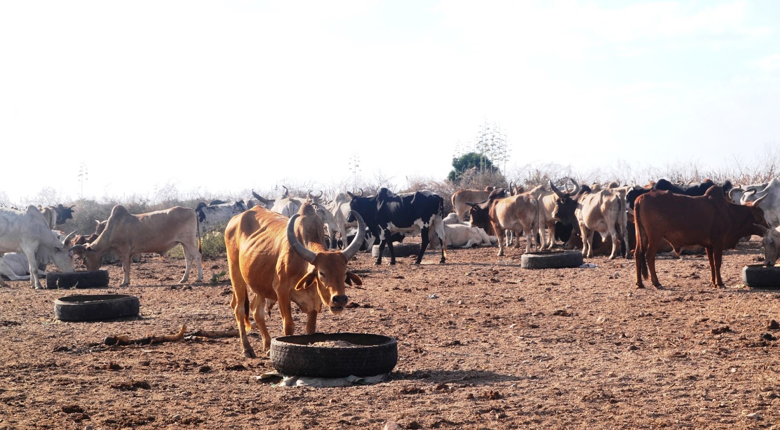 Kishapu District Council