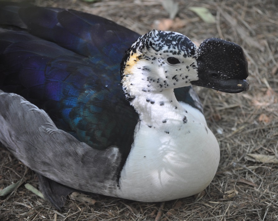 ZOOTOGRAFIANDO (6.100 ANIMALS): PATO CRESTUDO AFRICANO / AFRICAN COMB ...