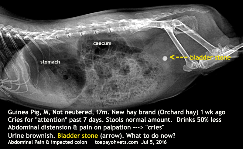 Veterinary, Photography and Travel Stories for vet students and pet ...