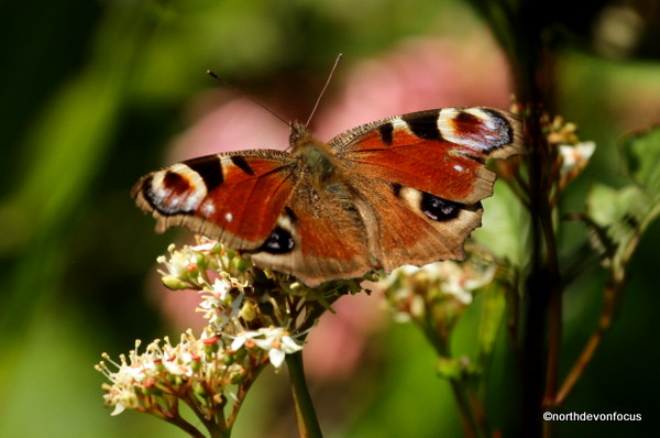 North Devon Coast and Country Chronicle: Counting on Butterflies with ...