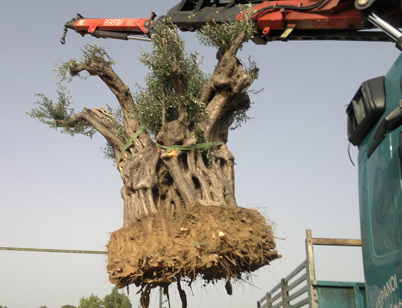 ΦΥΤΩΡΙΑ ΔΕΛΤΑ NURSERIES DELTA TREES LTD: ΜΕΤΑΦΟΡΕΣ ΜΕΓΑΛΩΝ ΕΛΑΙΟΔΕΝΤΡΩΝ ...