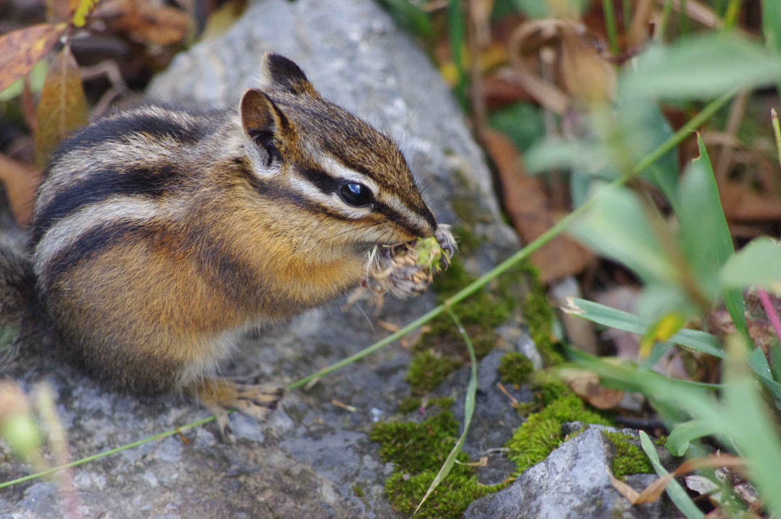 Isotria Blog: Hiking to Iceberg Lake, Glacier Natl. Park, MT