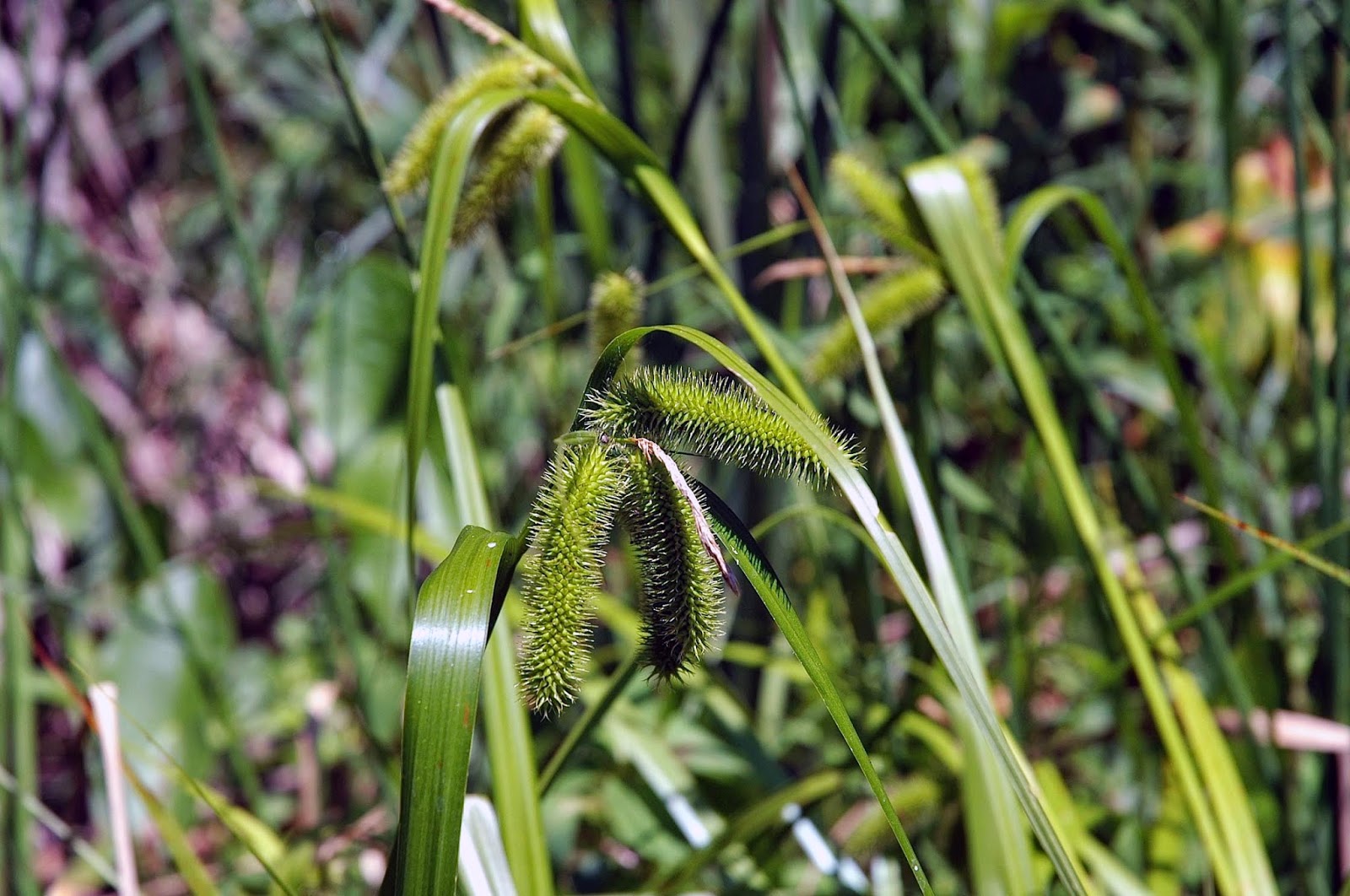 Field Biology in Southeastern Ohio: Carex Sedges part 1, big and showy