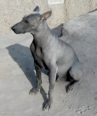 Curioseandando: Paseos por Lima: Huaca Huallamarca (12/05/2015)