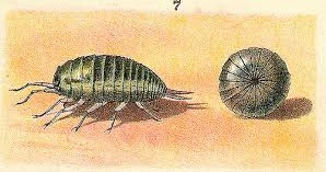 A Praça da Poesia: O bicho-de-conta