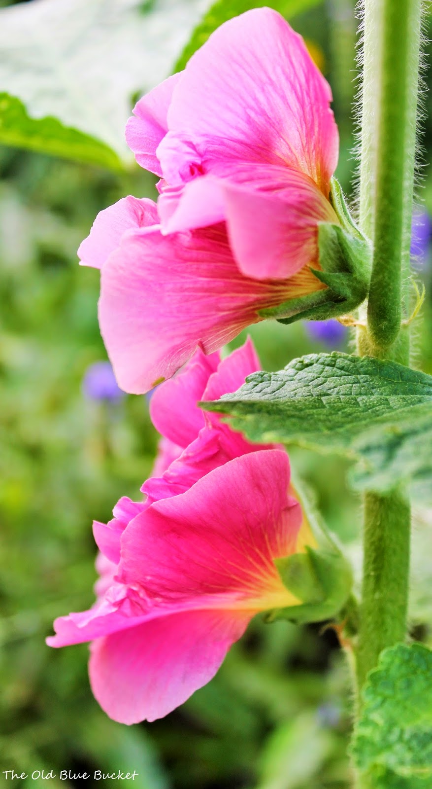 The Old Blue Bucket: Pink Hollyhocks
