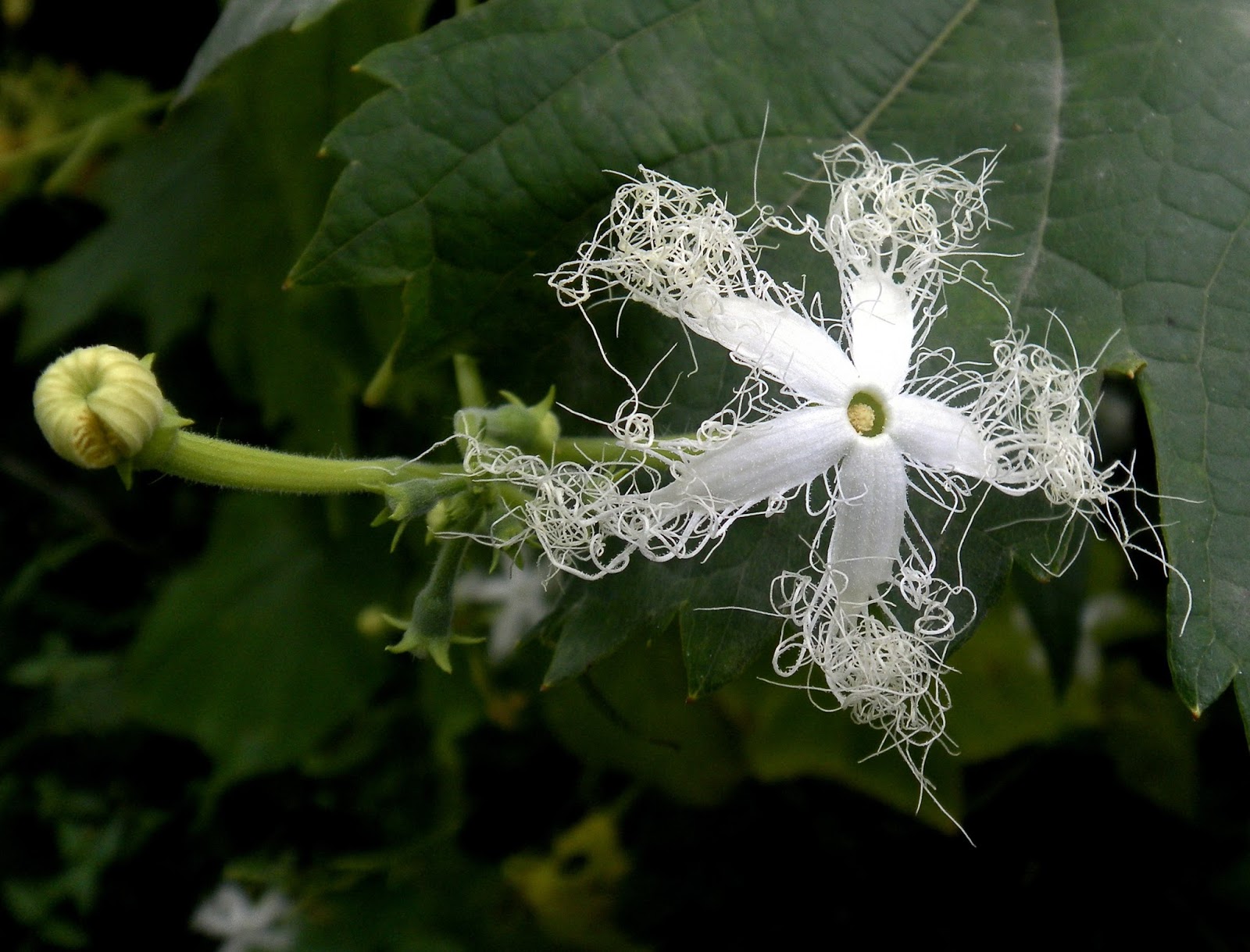 Scirpidiella's Plants: Snake Gourd, Snake Tomato (Trichosanthes anguina)