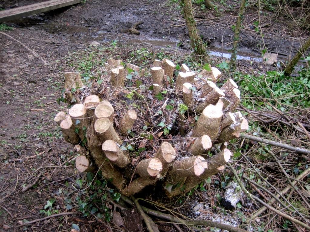 Filnore Woods Blog: Coppicing